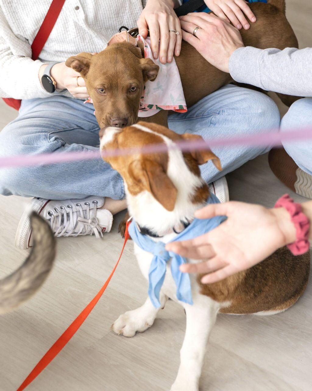 The Apex at Crossgates holds Puppy Rescue Donation and Adoption Drive